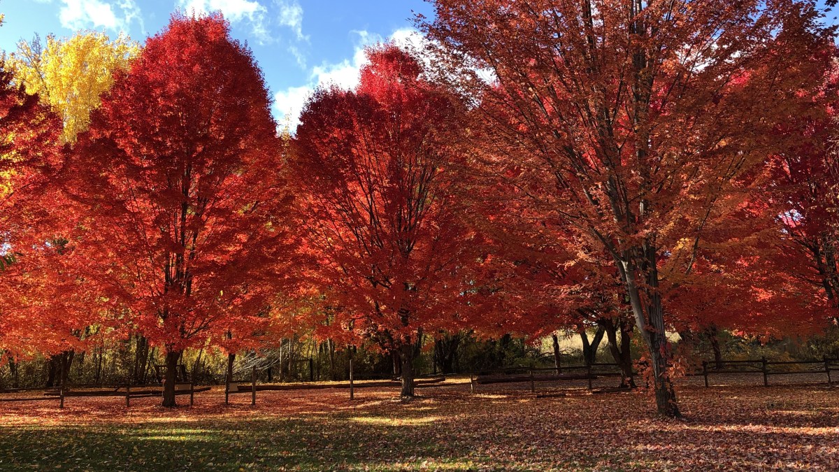 My Secret to Surviving the Fall Season – Oil and Shine